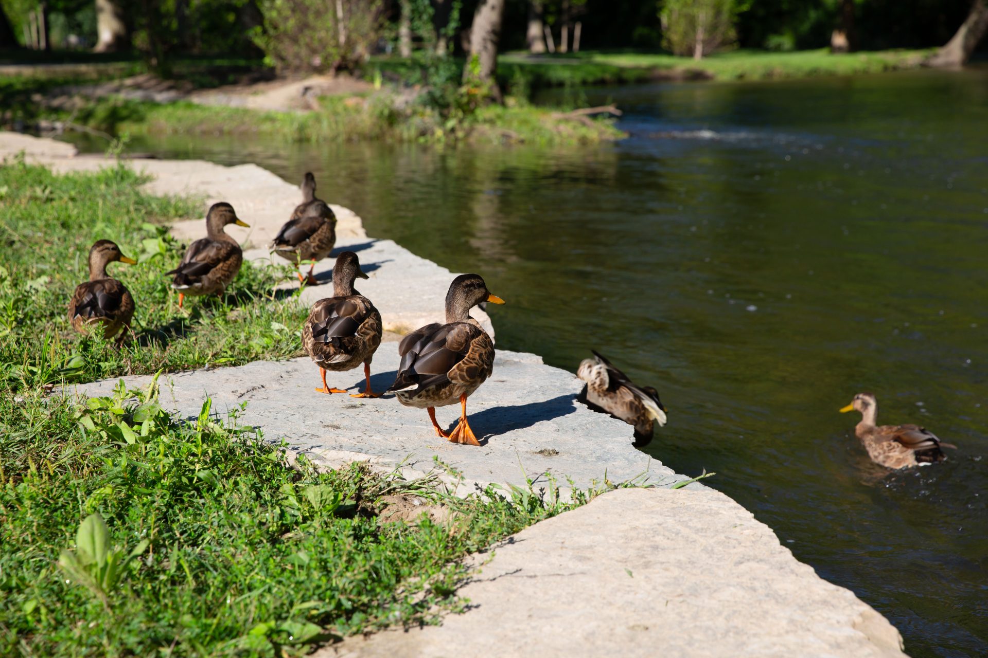 Protecting our Waters: Buffers are Better - Auburn Hills